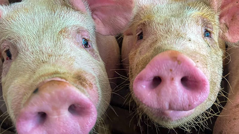 Michigan, US hog and pig inventories up year-over-year - Michigan Farm News