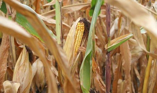 Will corn make it to maturity? - Michigan Farm News