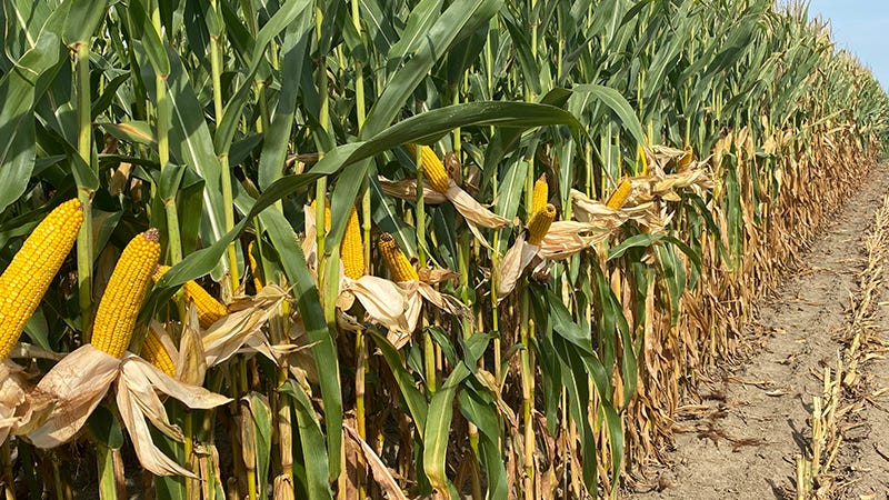 National Corn opens annual yield contest - Michigan Farm News