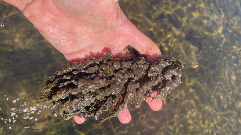 Ready for trout season? Don’t forget invasive species prevention ...