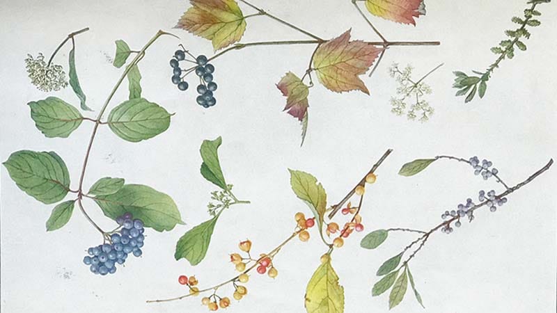 Climate change threatens native Michigan berries - Michigan Farm News