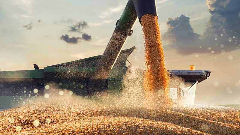 No deal: US rejects Mexico's amendments to biotech corn ban - Michigan ...