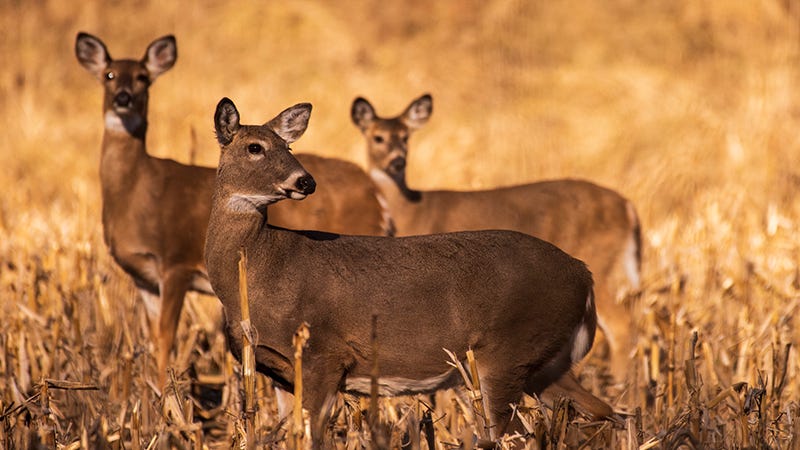 DNR streamlines crop damage permit process as deer pressure on farms ...