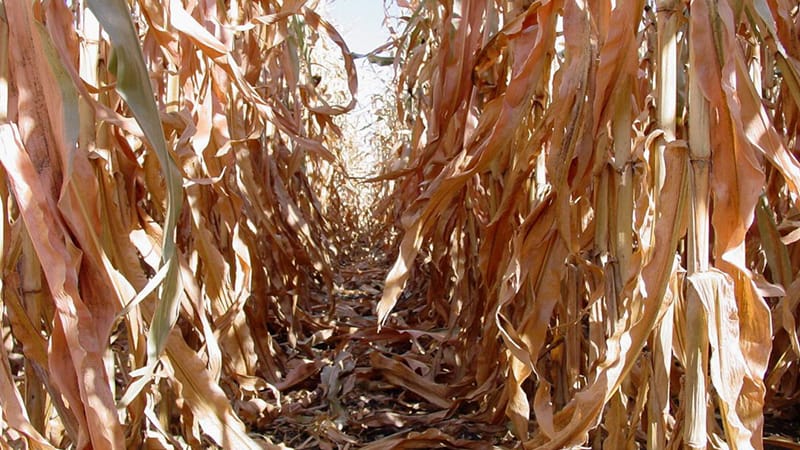 'FIRST 2023 Michigan Corn Trials' report released - Michigan Farm News