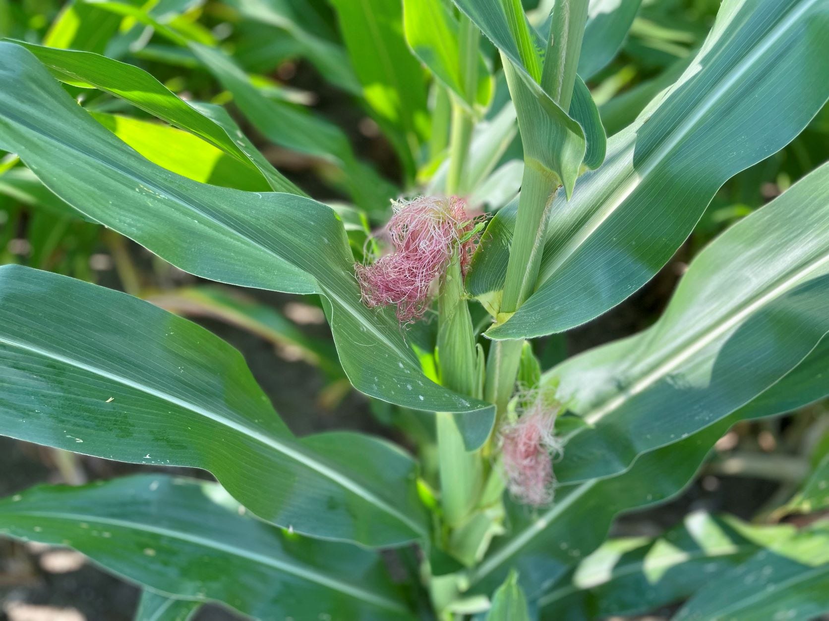 Golden Harvest adds new hybrids to upcoming corn portfolio - Michigan ...