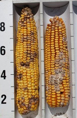 MSU advice: begin scouting for corn ear molds - Michigan Farm News