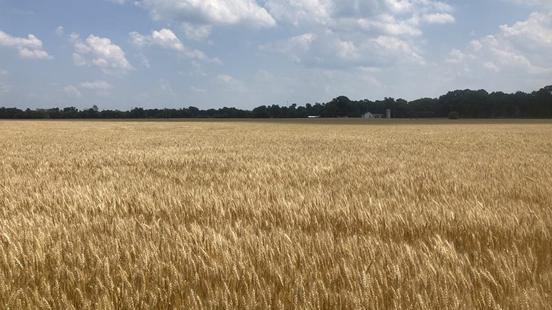 Michigan crops stay strong despite heatwave and wet weather - Michigan ...