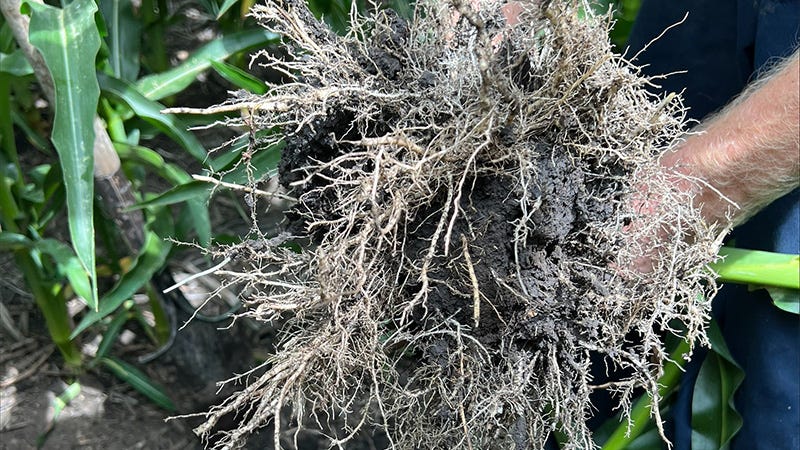 Early-season issues could pose end-of-season harvest challenges ...