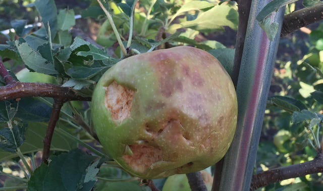 Storm causes total apple loss in Northwest swath - Michigan Farm News
