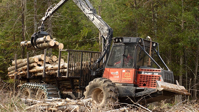 Rollins announces immediate action to boost domestic timber production ...