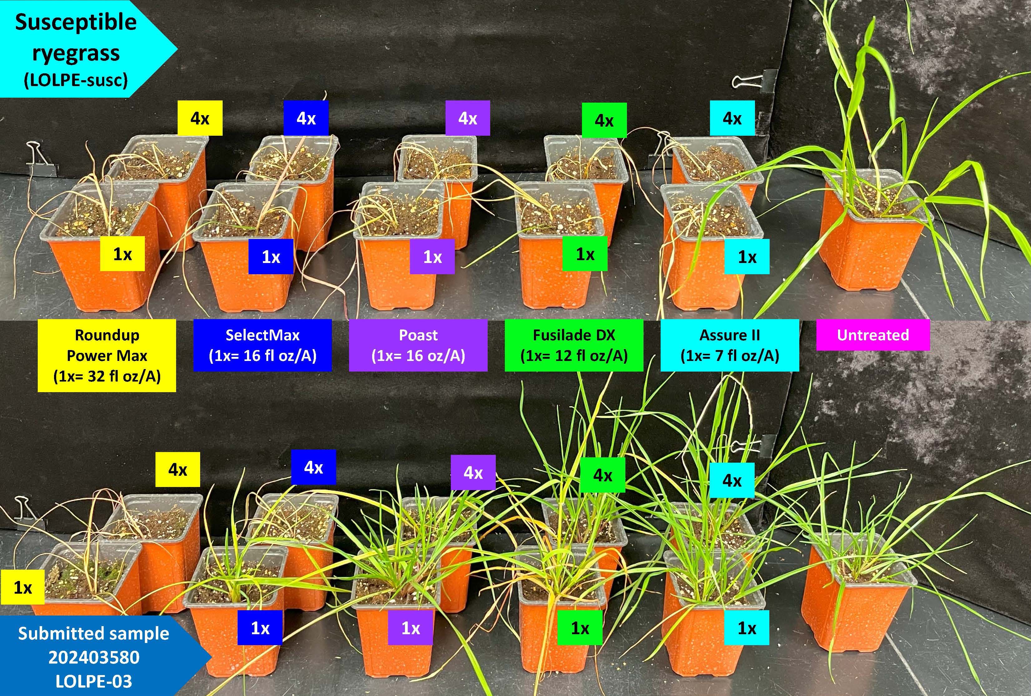 Testing for herbicide-resistant weeds confirms challenges in Michigan ...