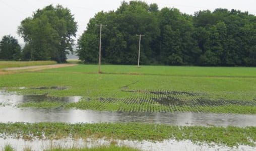 Waterlogged soybeans? MSU expert offers advice - Michigan Farm News