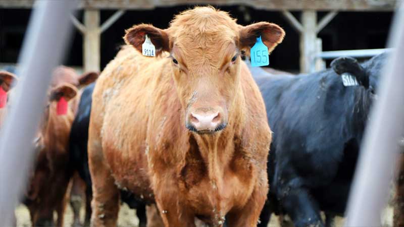 USDA set to debut Cattle Contracts Library - Michigan Farm News