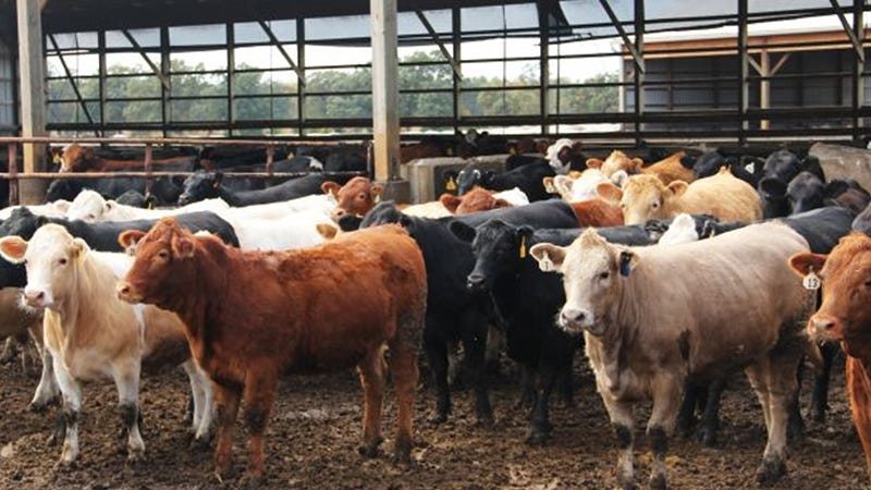 July Cattle report shows continued herd shrink - Michigan Farm News