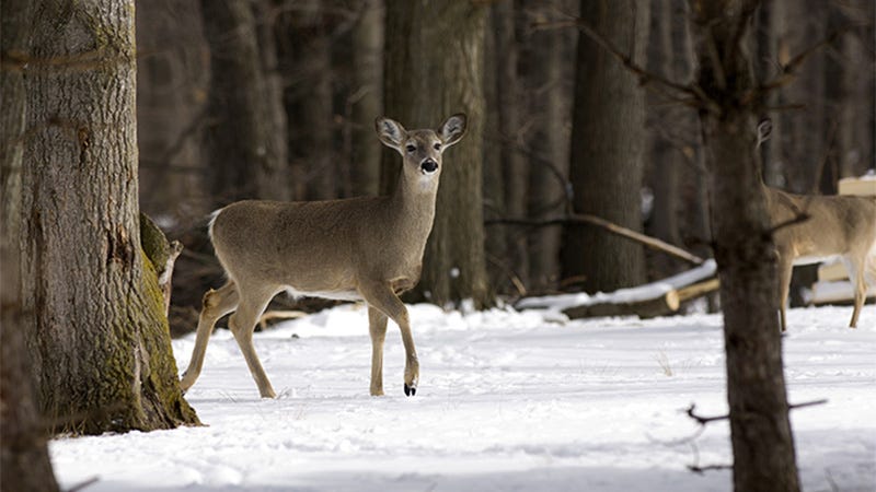 Legal firearms for muzzleloader season varies based on zones - Michigan ...