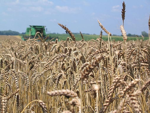 Wheat Summer Field Day set - Michigan Farm News