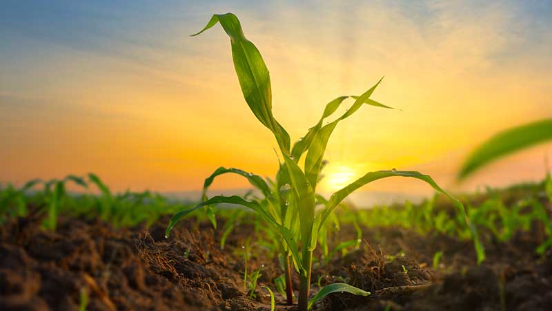 Ag preservation fund board, corn committee selections made - Michigan ...