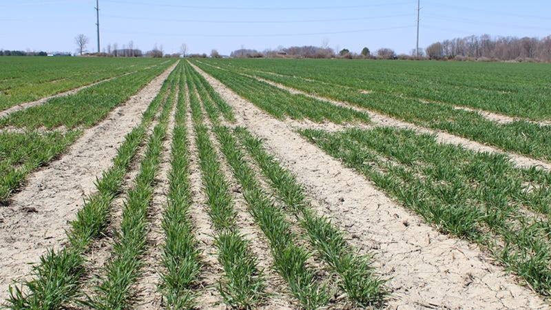 MSU Extension launches new Field Crops Scouting School - Michigan Farm News