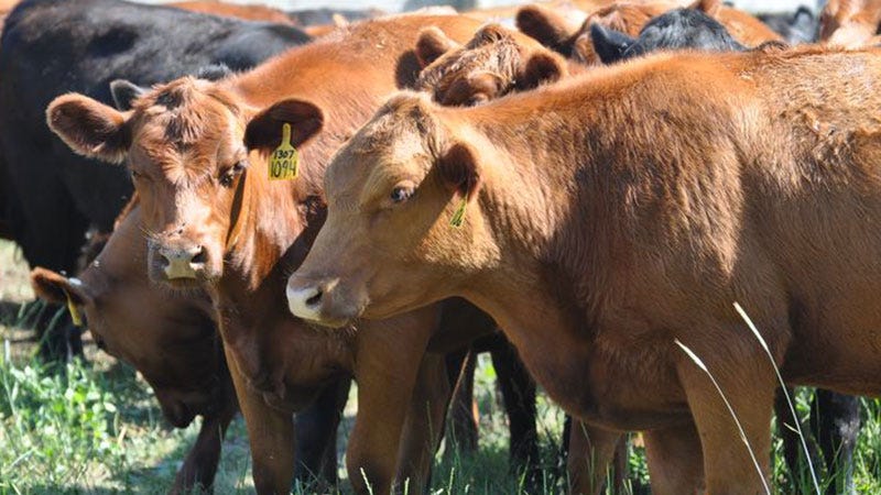 Exploring the possibility of a grass-fed and grain-fed beef producer co ...