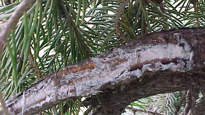 Blue spruce fungus hits Christmas tree, landscape tree growers ...