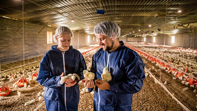 Meet Young Farmer Excellence award winners Mark and Jamie Trowbridge ...