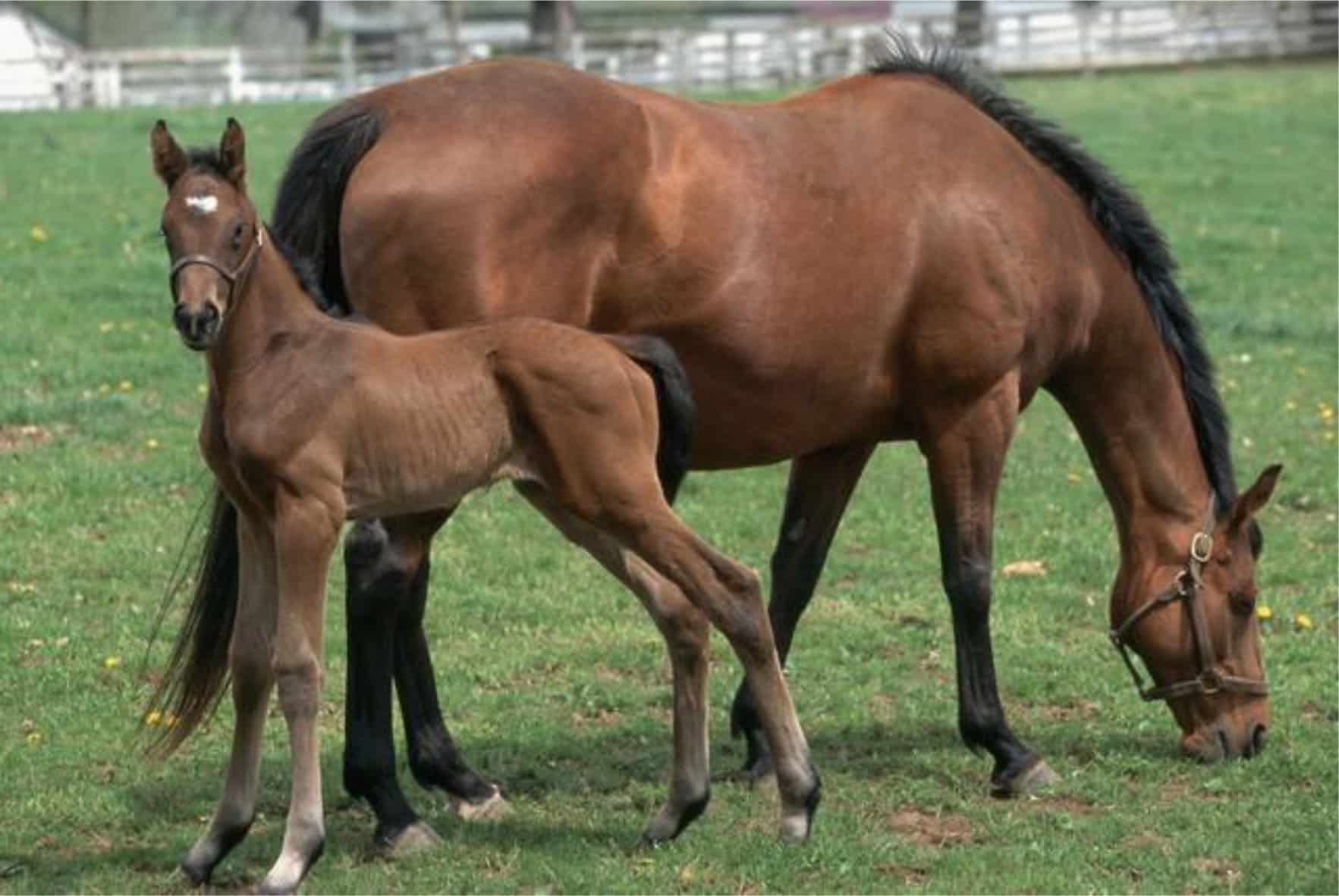 Foal care priorities — the first steps to a healthy life - Michigan ...