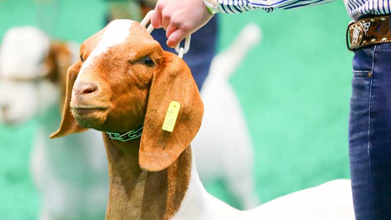 Purina offering $5,000 scholarship to undergrads with livestock ...