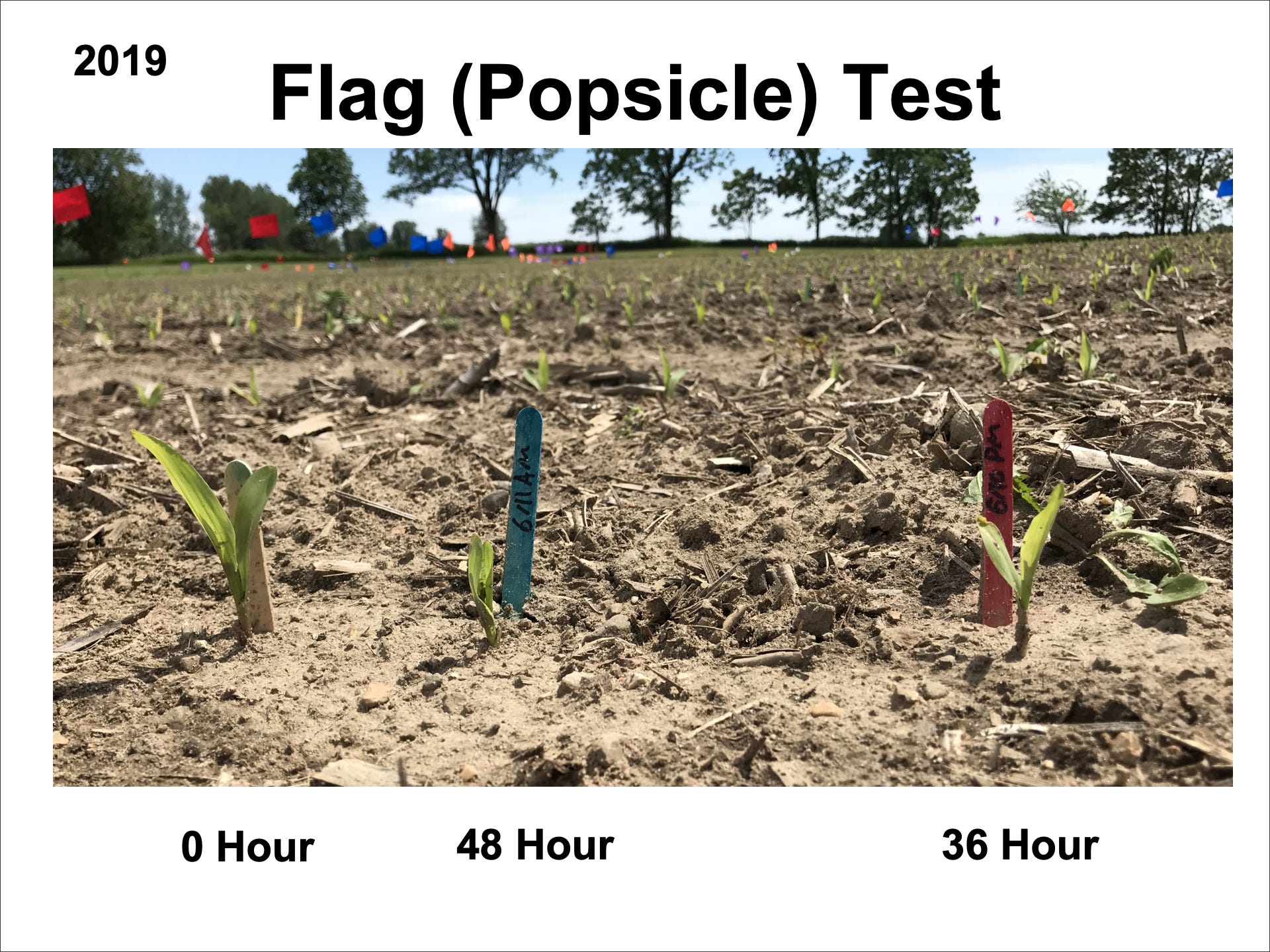 Uniform emergence — why it matters to your corn yields - Michigan Farm News