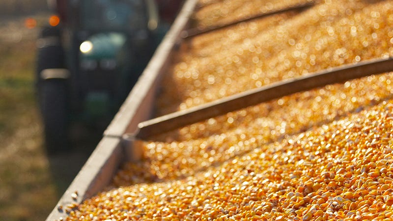 Mixed yields for Michigan corn, soybeans and sugarbeets in 2023, says ...