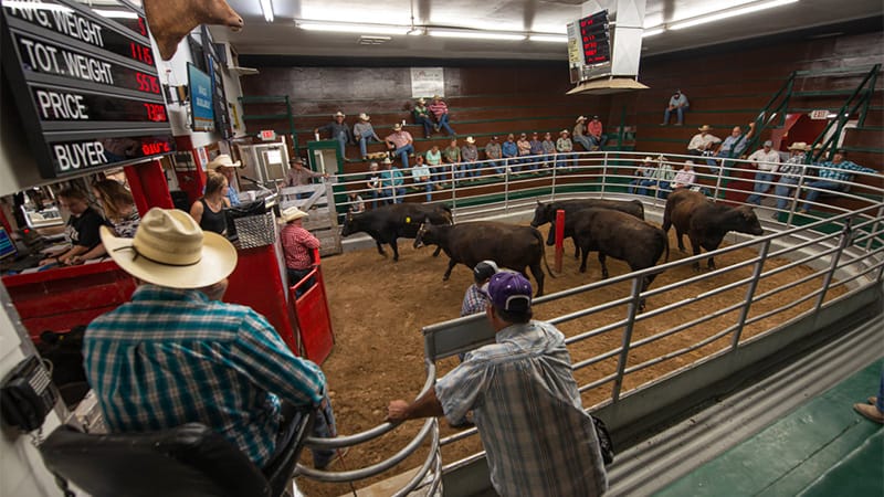 Cattle industry opposition to government mandate amplified during US ...