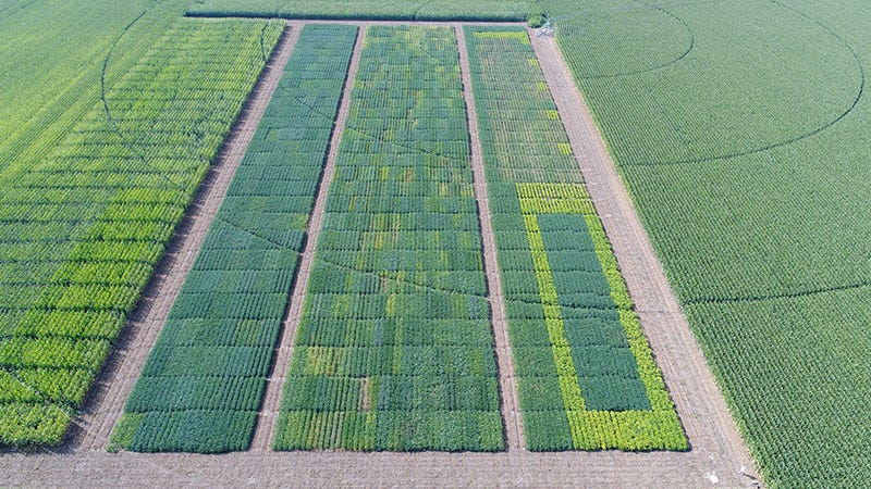 MSU Soybean Research and Crop Management Field Day — Aug. 26 - Michigan ...