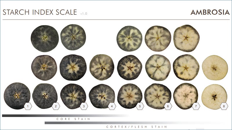 MSU Extension debuts starch charts for evaluating the maturity of apple ...