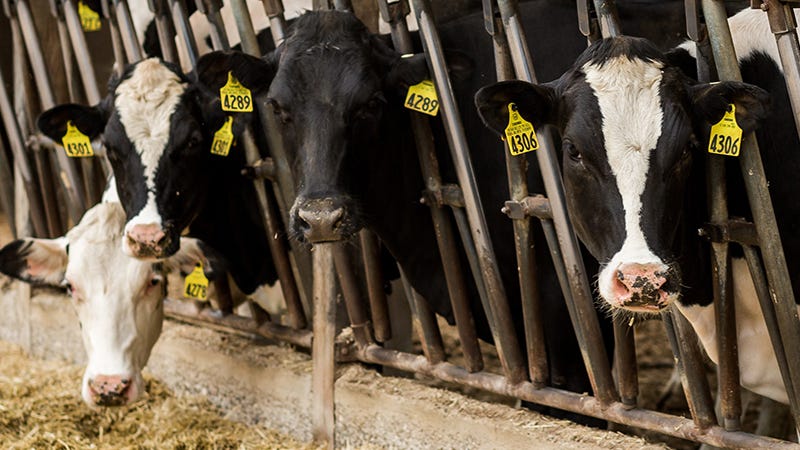 State confirms human infection of H5N1, second such case in the US tied ...