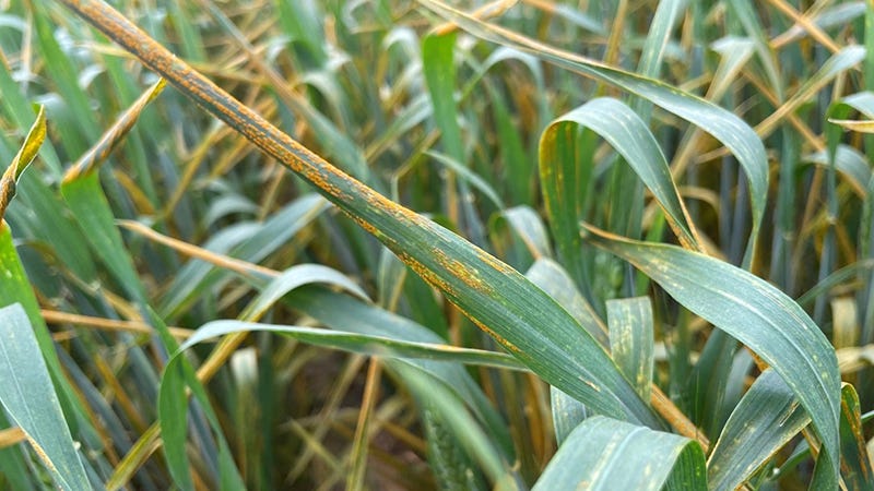 Wheat stripe rust outbreak reported across 13 mid-Michigan counties ...