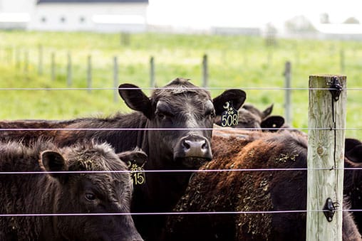 Be aware of BLV - Michigan Farm News