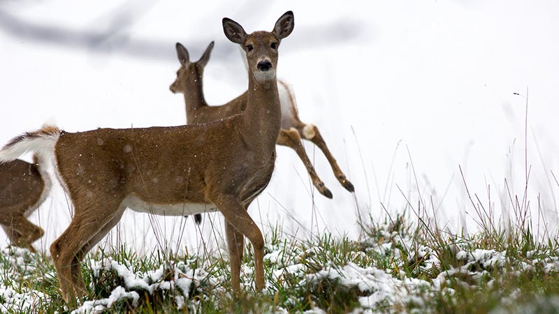 DNR reports Ogemaw County’s first CWD-positive deer - Michigan Farm News