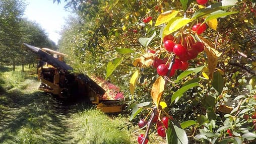 Michigan cherry growers and wine producers face uncertain season over ...