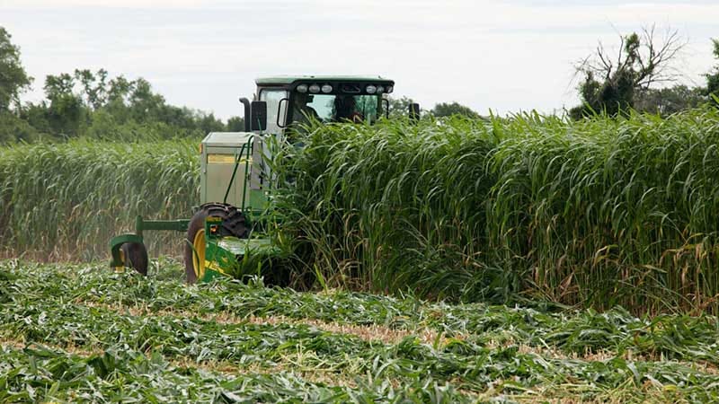 Concerned about forage inventory? Consider forage sorghum in drought ...