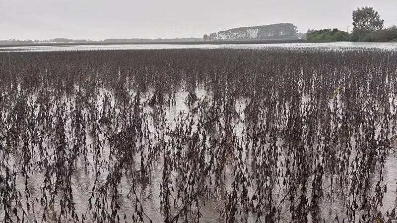 Markets shrug off WASDE report — wait for USDA’s Acreage report ...