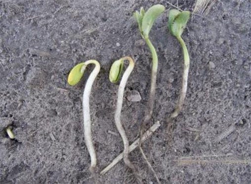 Soybean planting depth matters - Michigan Farm News