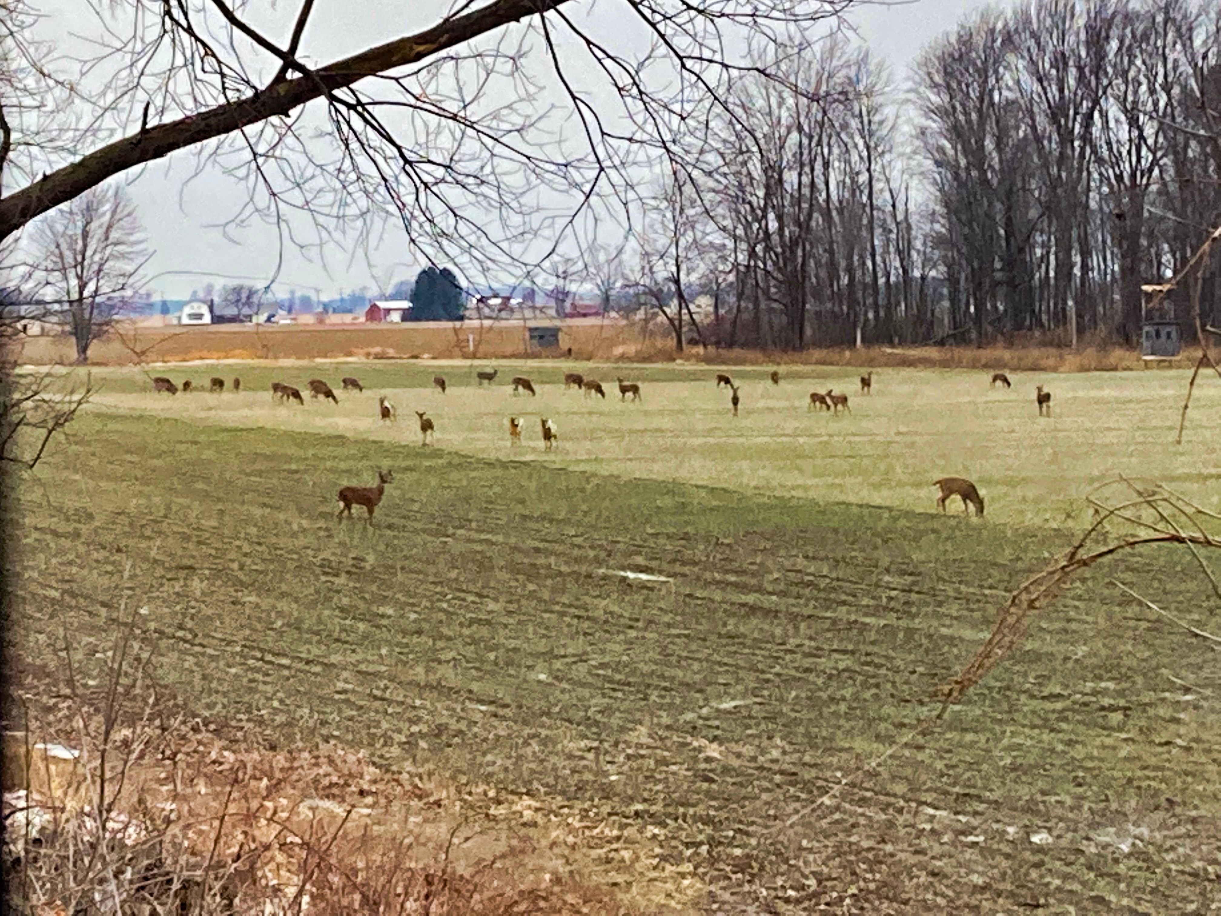 Deer hunters wanted: Farmers say ‘crop damage is out of control ...