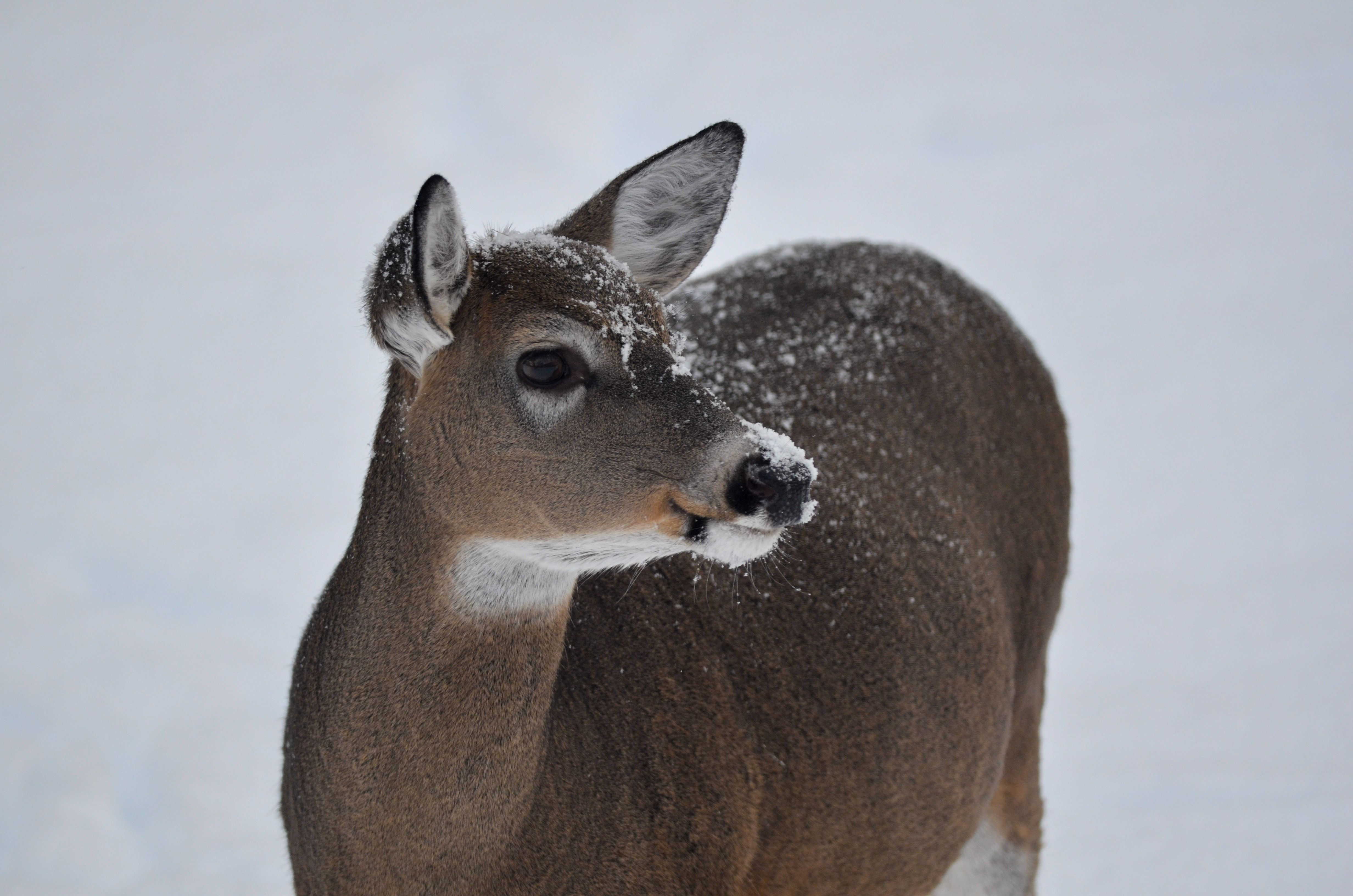 An open letter to Michigan’s deer hunters - Michigan Farm News
