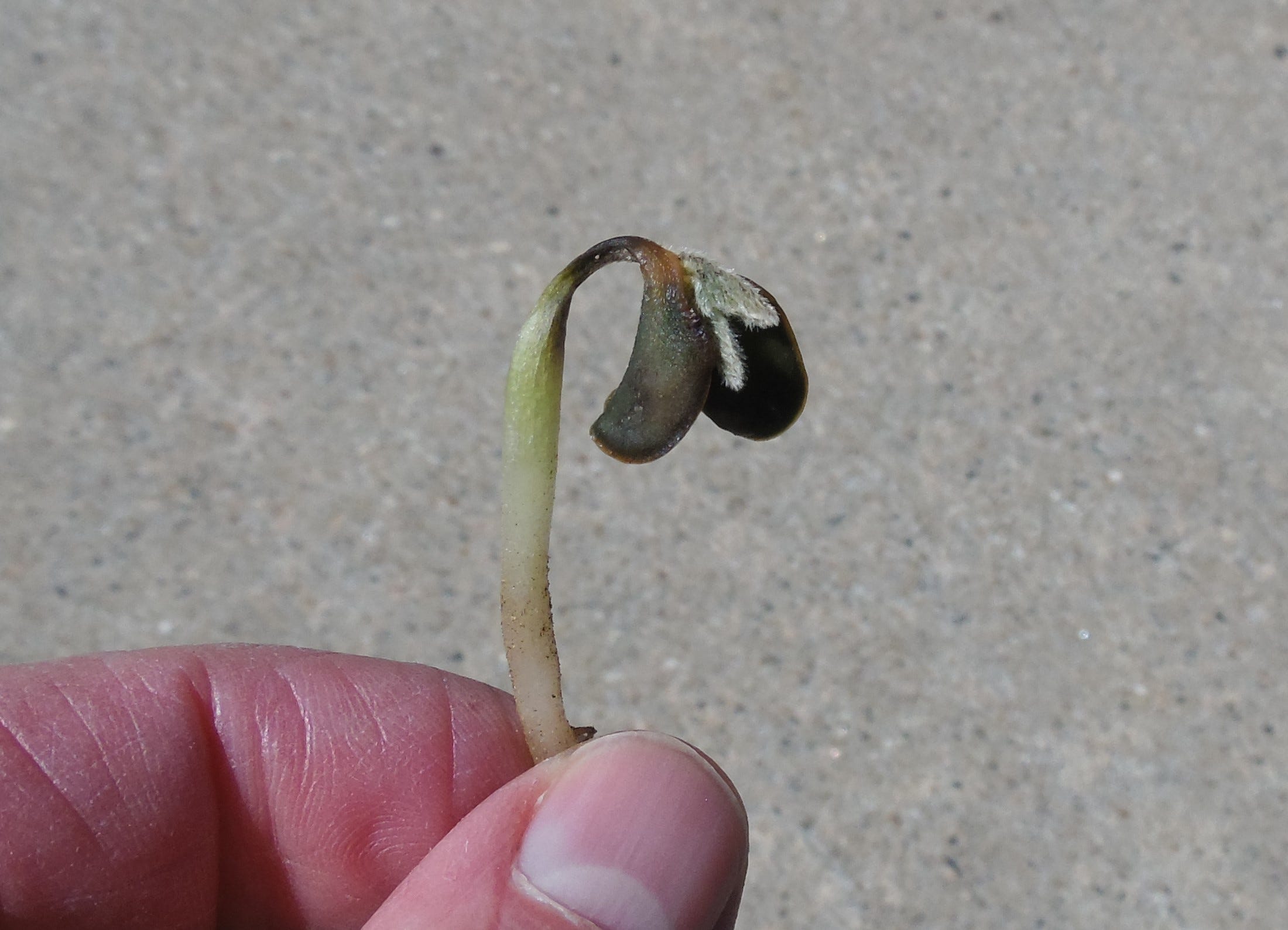 Identifying and mitigating the risks of ultra-early soybean planting ...