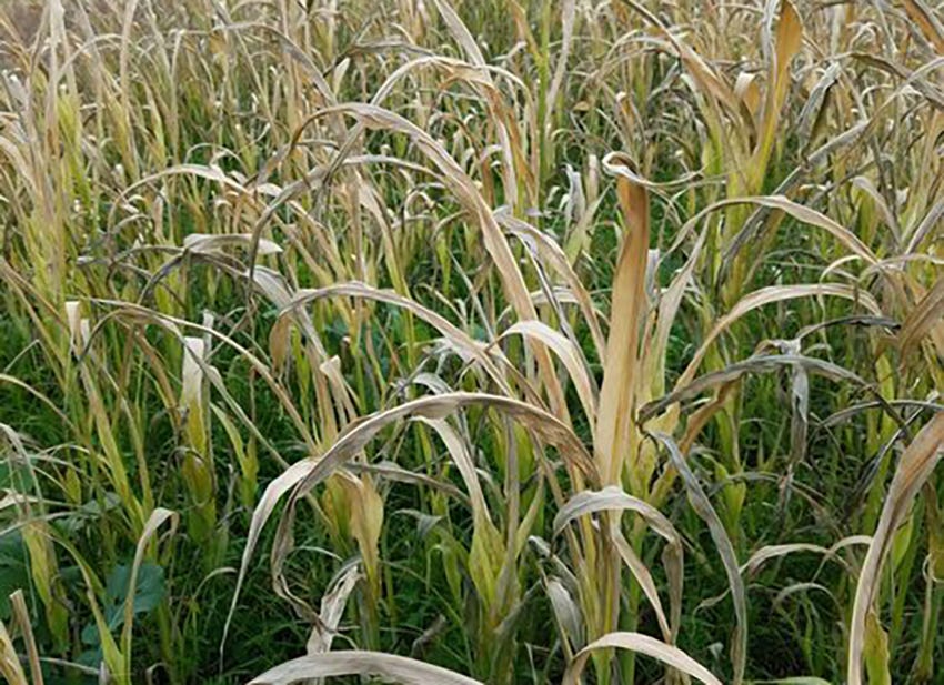Frosted sorghum, sudangrass pasture pose prussic acid poisoning risk to ...