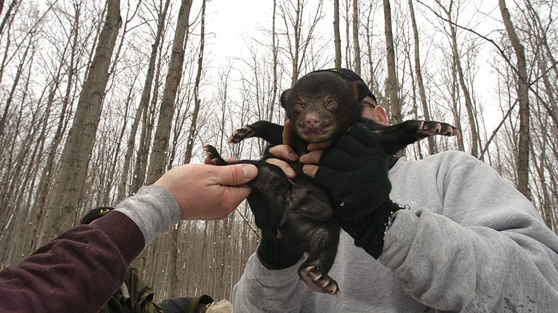 See a bear? Here’s what DNR wants you to do next - Michigan Farm News