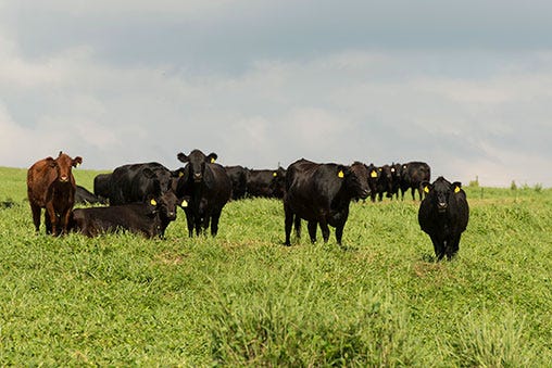 Emergency forages – Part 3: Utilizing summer annual forage crops ...