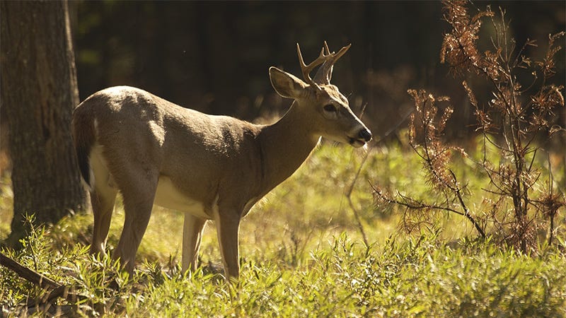 COVID virus mutating in white-tailed deer and has likely infected ...