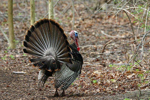 Spring turkey hunting application open until Feb. 1 - Michigan Farm News
