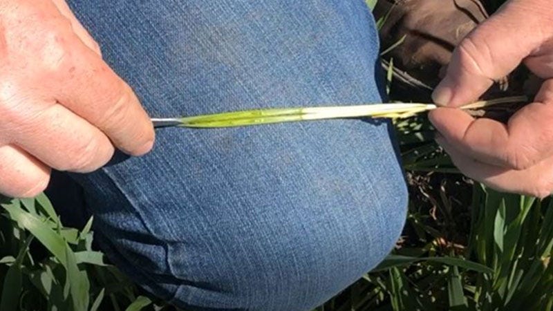 VIDEO: Scout for frost damage in wheat this week - Michigan Farm News