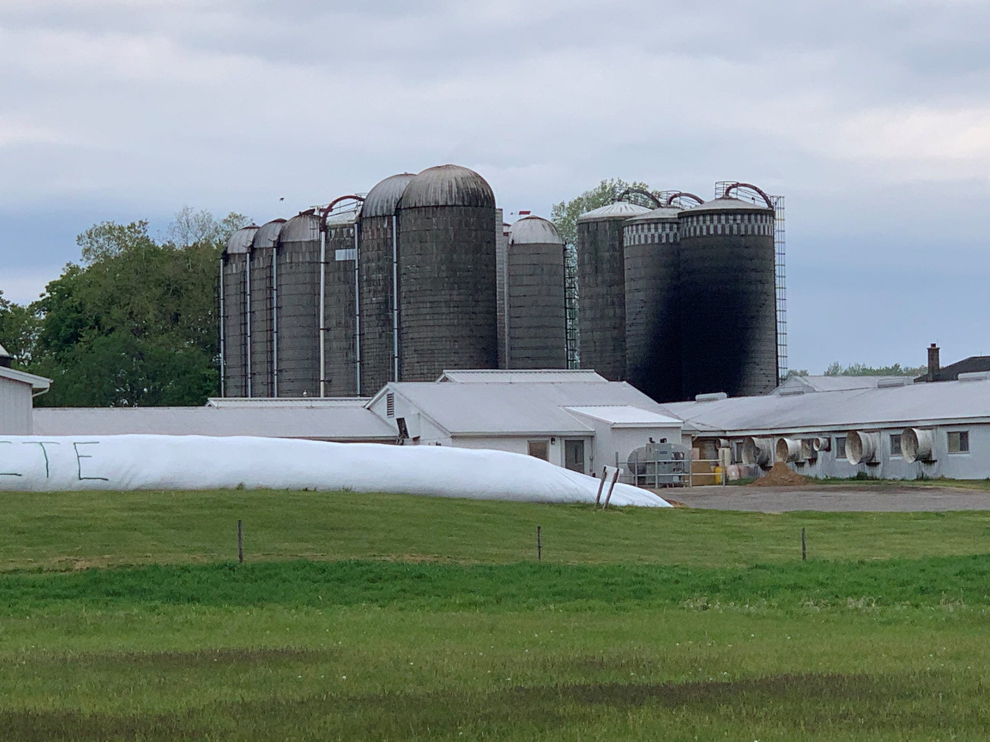 MSU picks engineering firm to lead dairy-facility renovation - Michigan ...